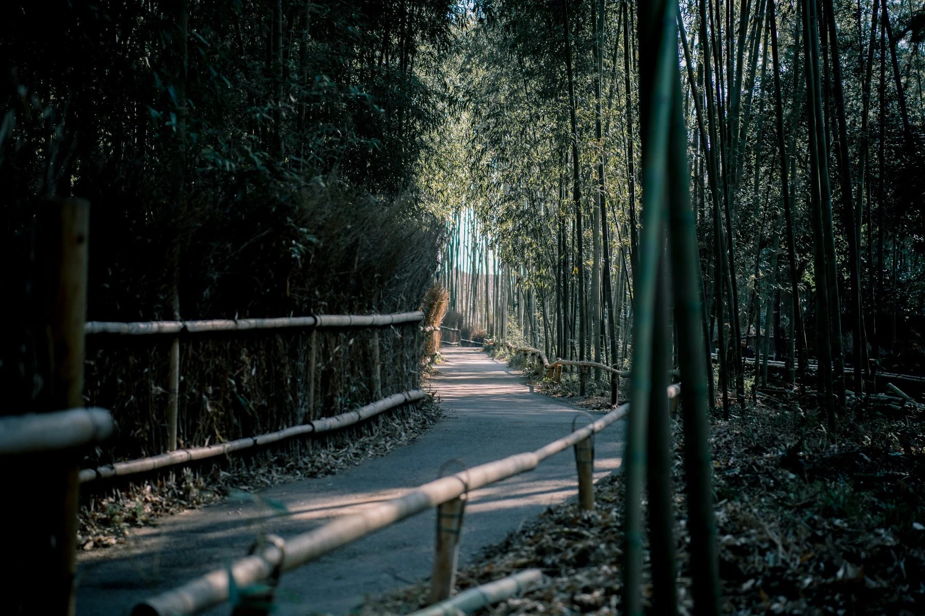 Bamboo Revolution – Haiku Designs